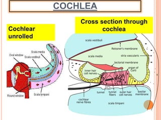 Unit 3 sence organs ear and nose(1) | PPT