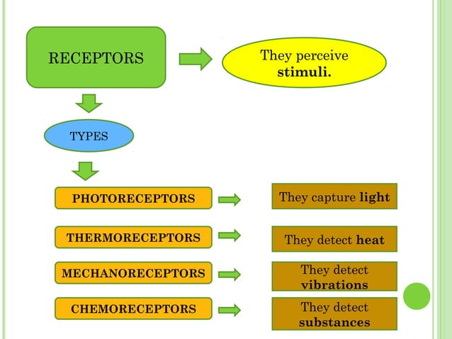 Unit 3 The interaction function | PPT