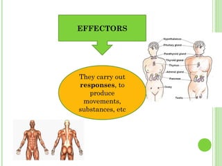 Unit 3 The interaction function | PPT