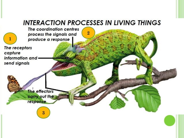 Unit 3 The interaction function | PPT