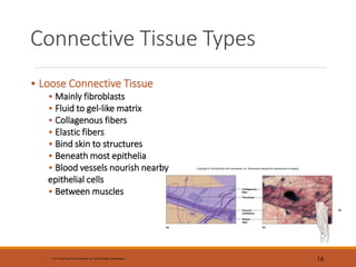 unit 3 tissue.ppt