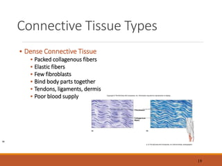 unit 3 tissue.ppt