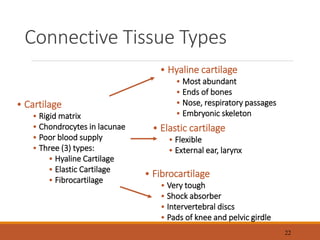 unit 3 tissue.ppt