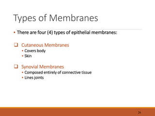 unit 3 tissue.ppt