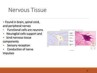 unit 3 tissue.ppt