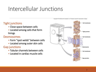 unit 3 tissue.ppt