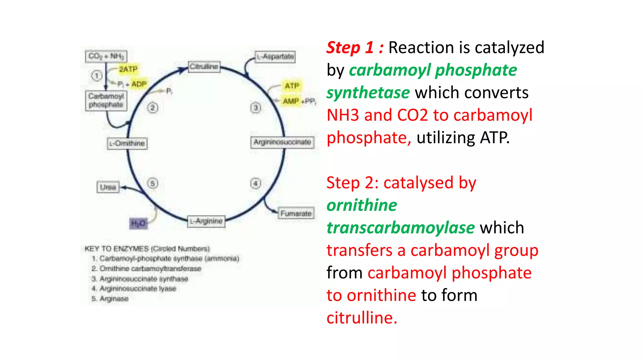 Unit 3 Urea cycle.pptx