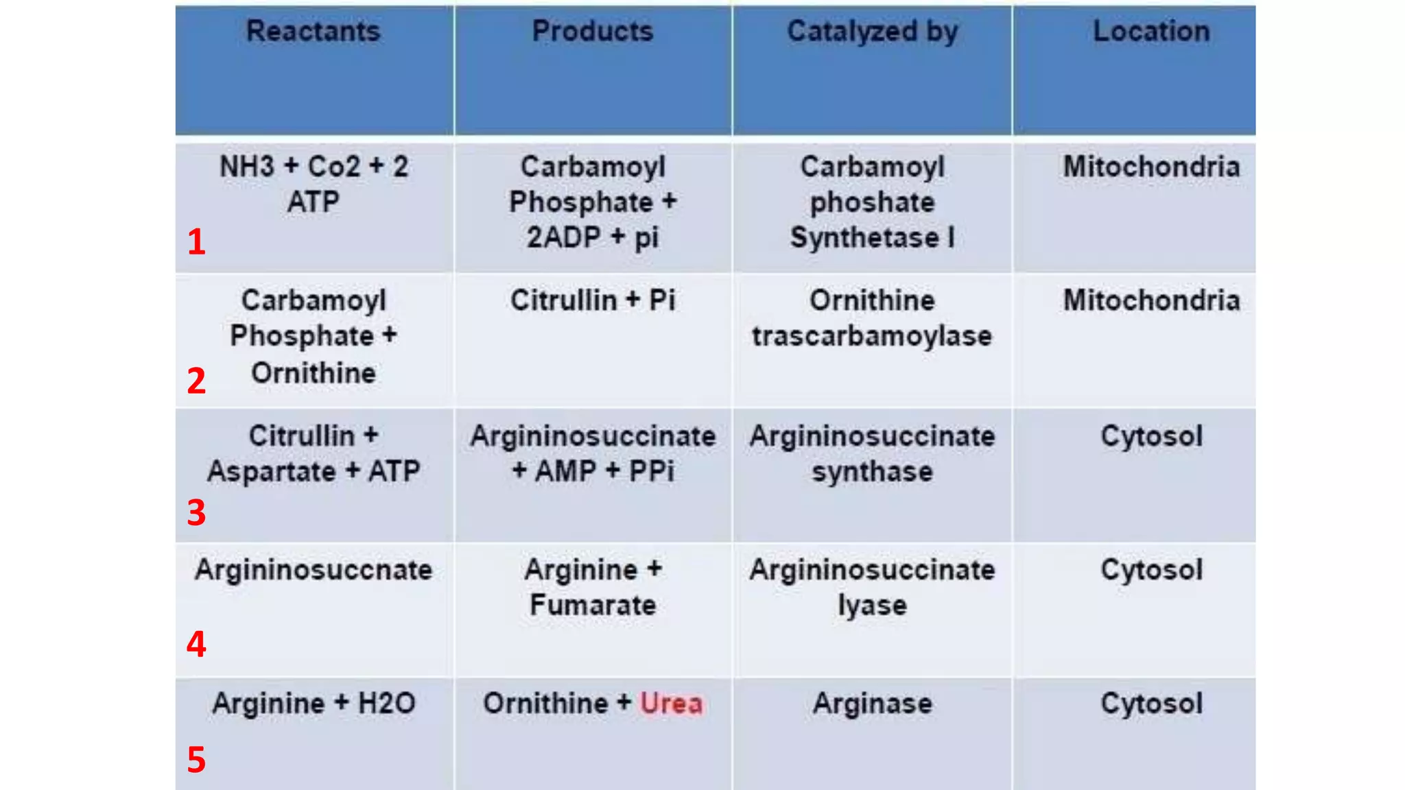 Unit 3 Urea cycle.pptx