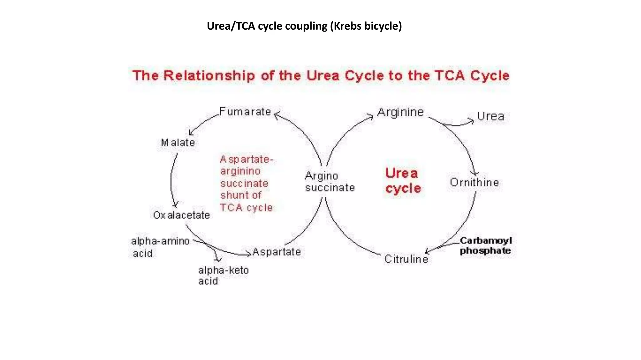 Unit 3 Urea cycle.pptx