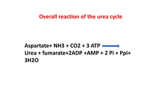 Unit 3 Urea cycle.pptx