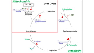 Unit 3 Urea cycle.pptx