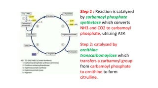 Unit 3 Urea cycle.pptx