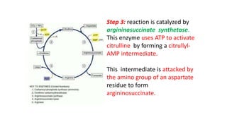 Unit 3 Urea cycle.pptx