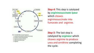 Unit 3 Urea cycle.pptx