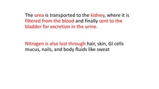 Unit 3 Urea cycle.pptx