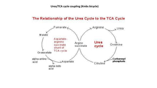 Unit 3 Urea cycle.pptx