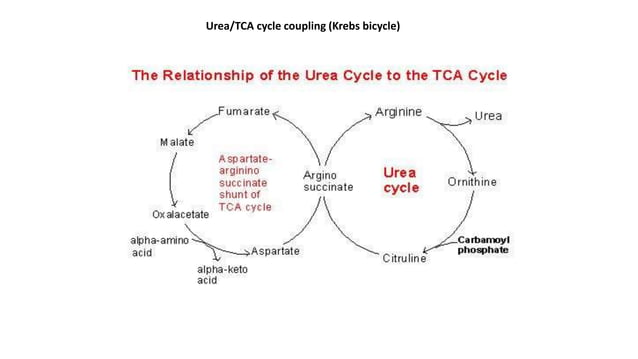 Unit 3 Urea cycle.pptx