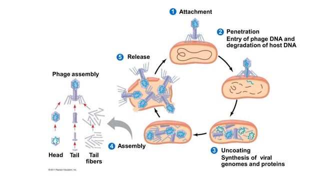 Topic virus and their structure classification replication and cultivation | PDF | Biological ...