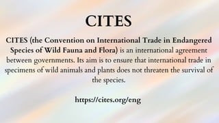 Wildlife trade & related organizations.pdf