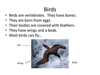 Unit 4 - Animals | PPTX