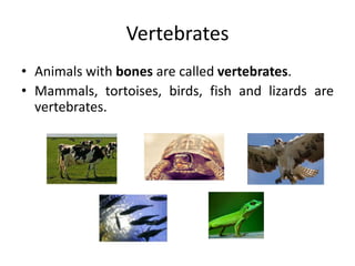 Unit 4 - Animals | PPTX