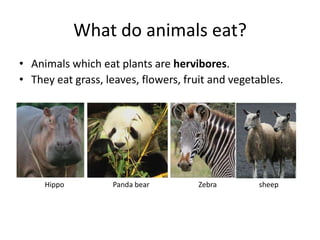 Unit 4 - animals | PPTX