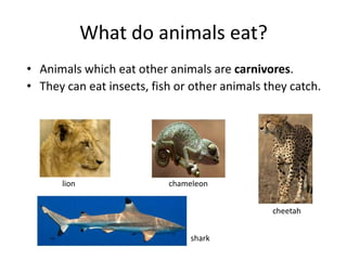 Unit 4 - animals | PPTX