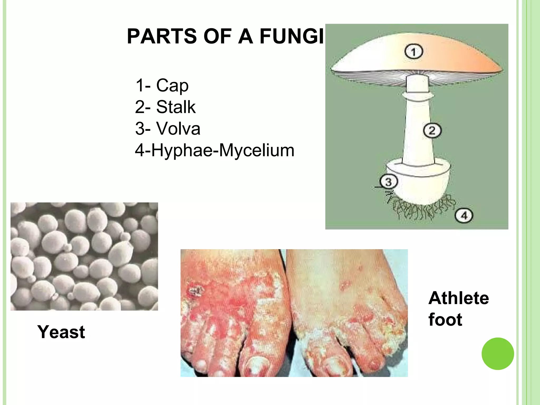 Unit 4: Monera, Protoctist, Fungi and Plants | PPT | Gardening | Home ...
