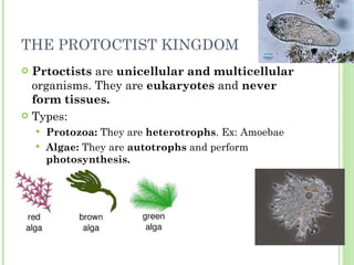 Unit 4: Monera, Protoctist, Fungi and Plants | PPT | Gardening | Home ...