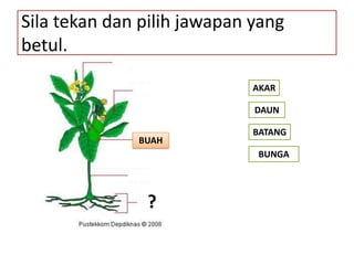 Latihan Unit 4 Tumbuhan | PPT