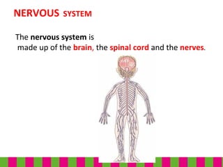 Unit 4. nervous system | PPT