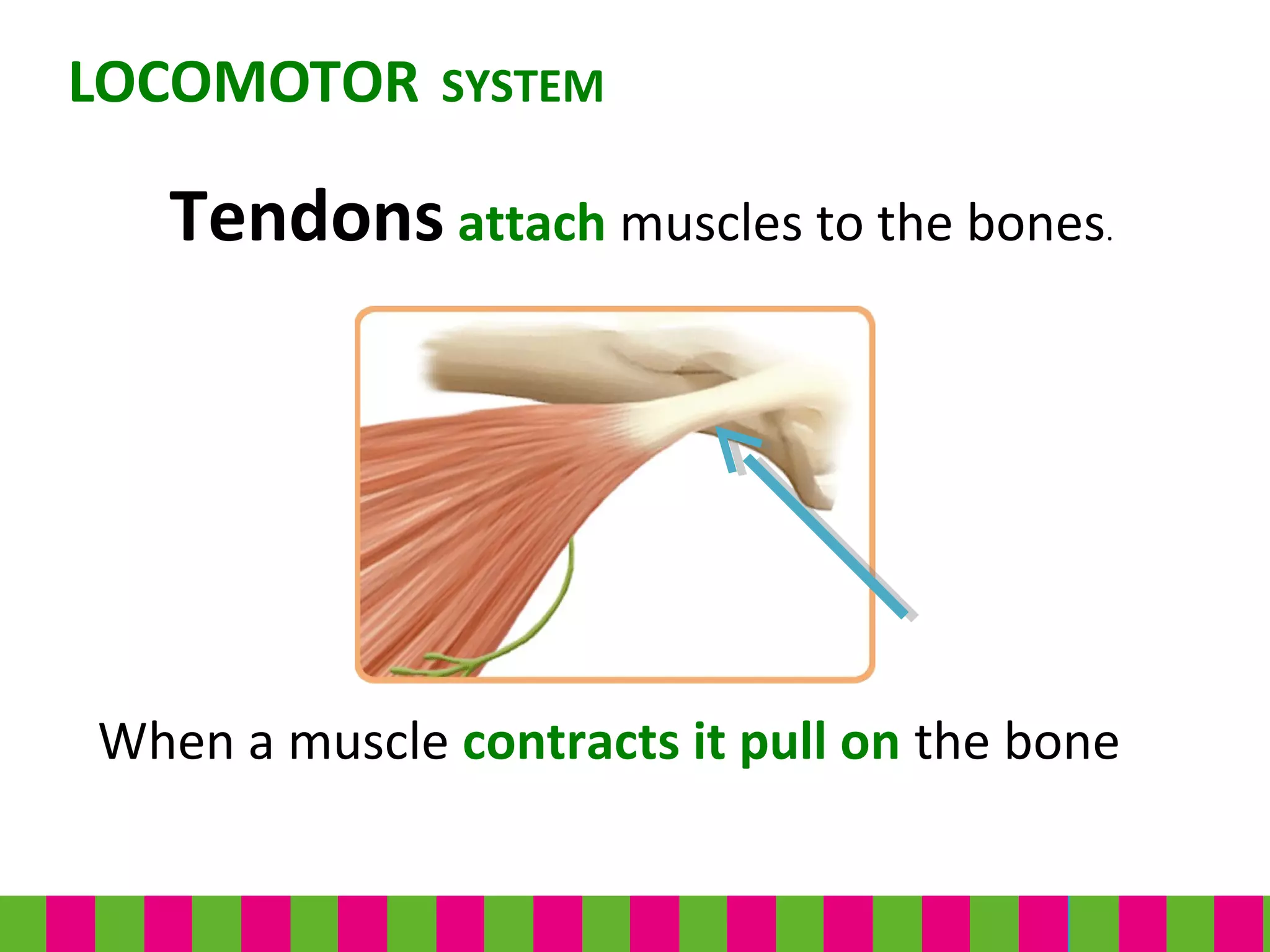 Unit 4. locomotor system | PPT