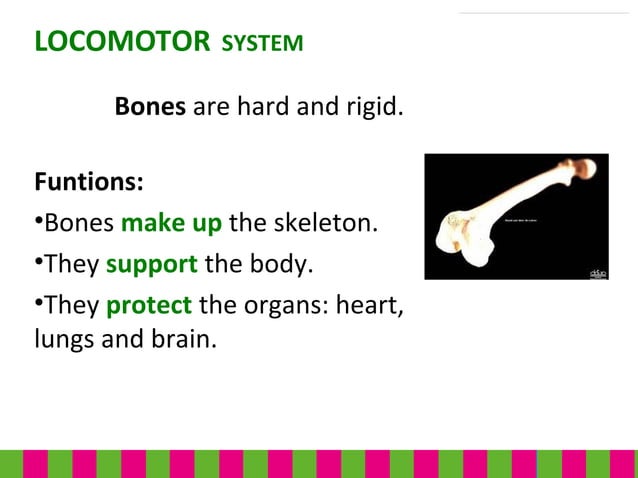 Unit 4. locomotor system | PPT | Fitness and Exercise | Healthy Living