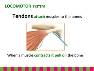Unit 4. locomotor system | PPT | Fitness and Exercise | Healthy Living