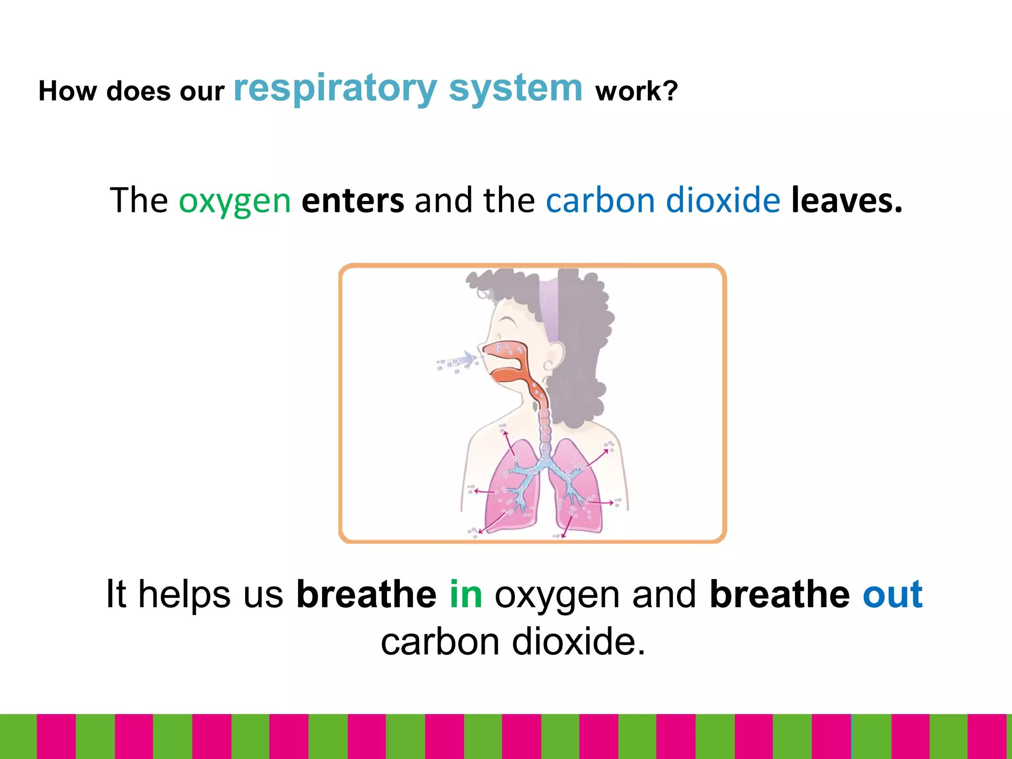 Unit 4. respiratory system | PPT
