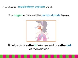 Unit 4. respiratory system | PPT