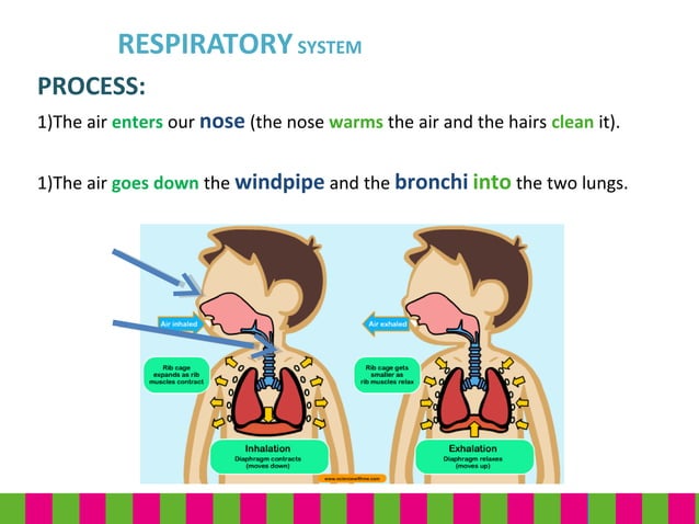 Unit 4. respiratory system | PPT