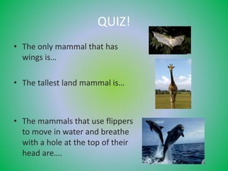 Unit 4. mammals and birds | PPTX | Birds | Pets