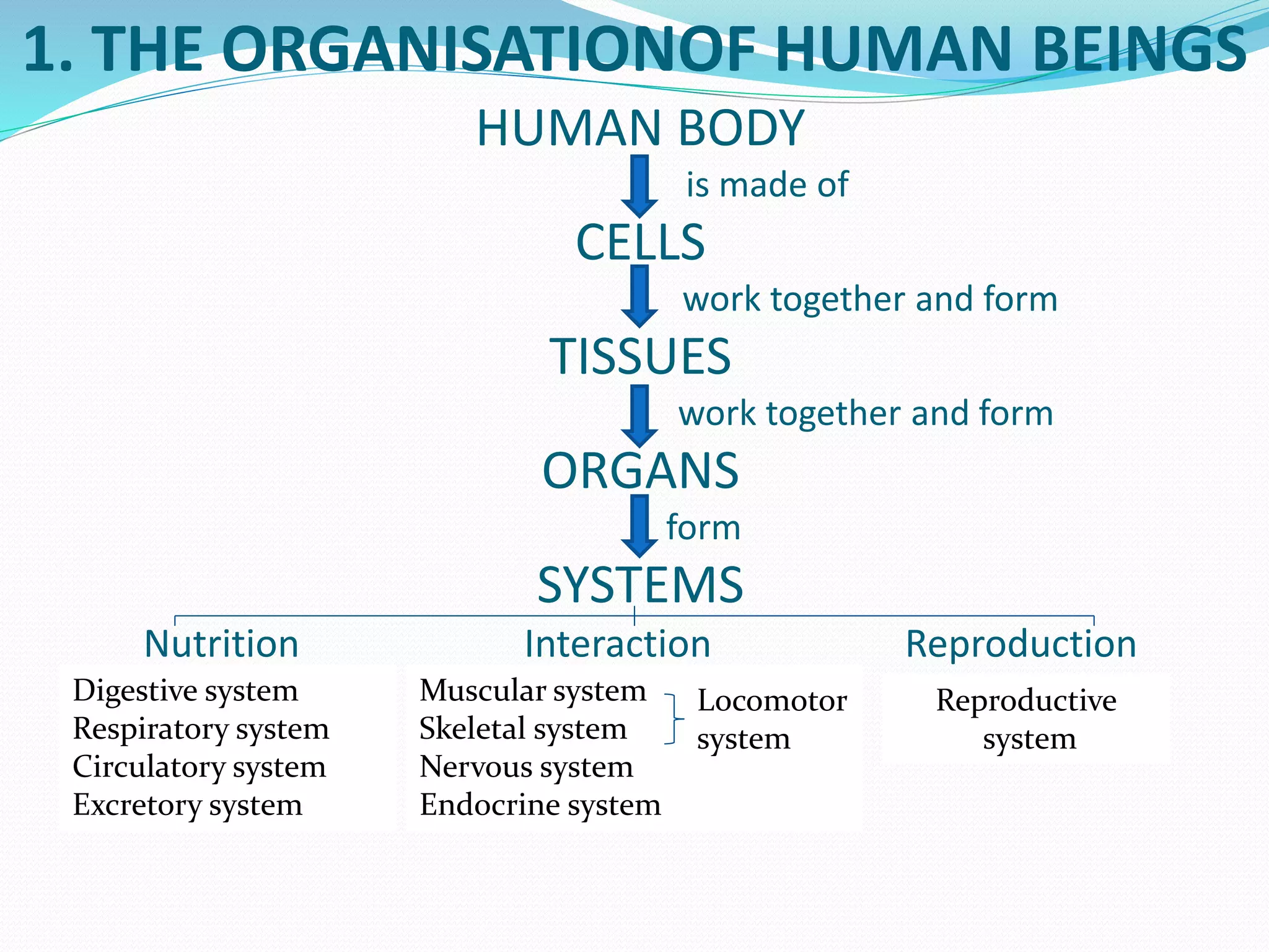 Unit 4. human body | PPTX