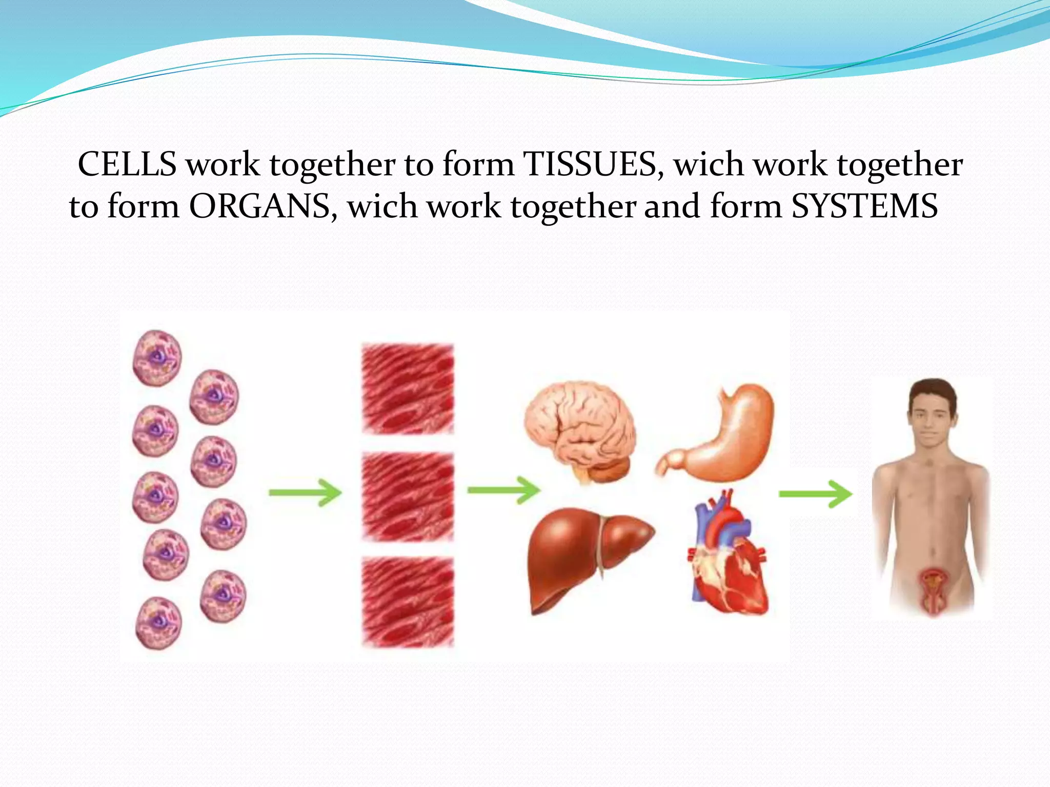 Unit 4. human body | PPTX