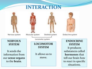 Unit 4. human body | PPTX