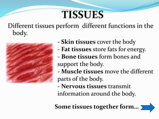 Unit 4. human body | PPTX