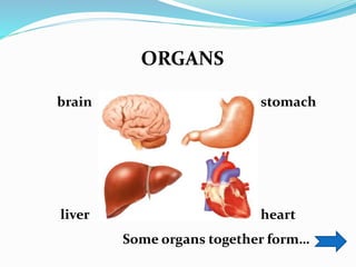 Unit 4. human body | PPTX