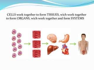Unit 4. human body | PPTX