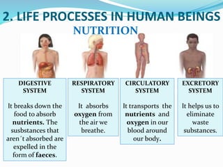 Unit 4. human body | PPTX