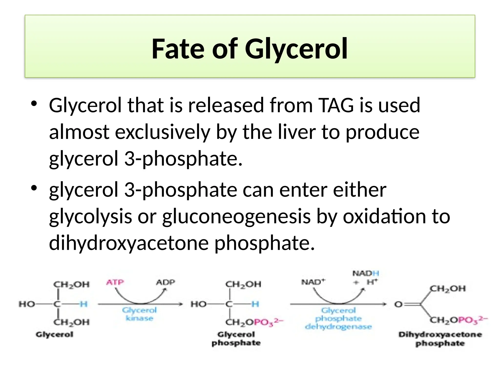 Unit 4-2 Lipids Metabolism medical .pptx