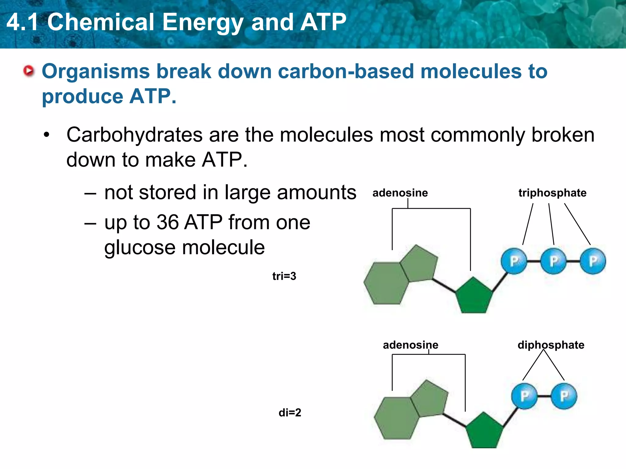 Unit 4 Chemical Energy And Atp | PPTX