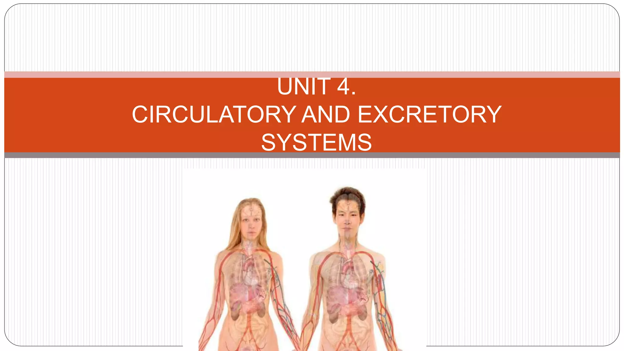 Unit 4 Circulatory and excretory systems | PPTX