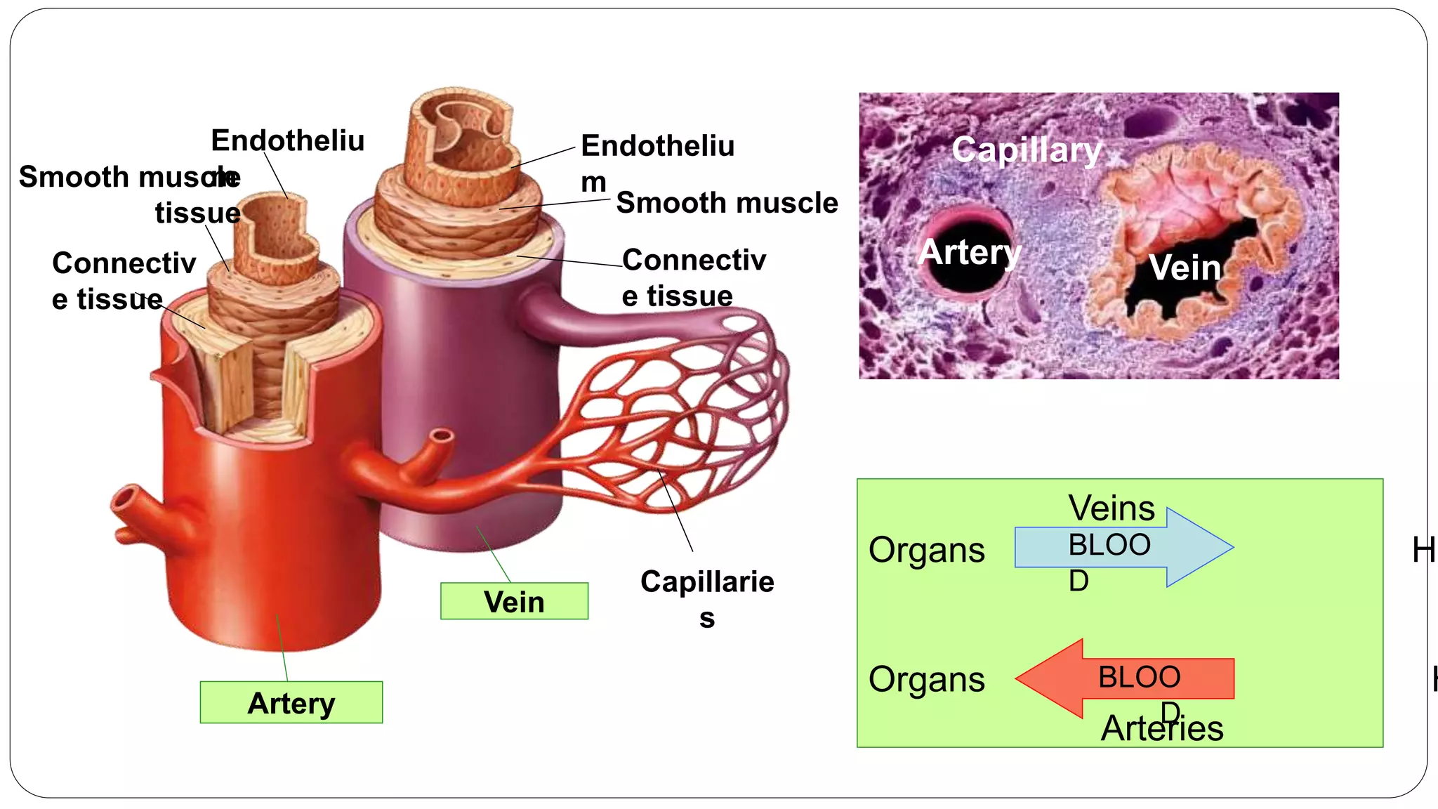 Unit 4 Circulatory and excretory systems | PPTX