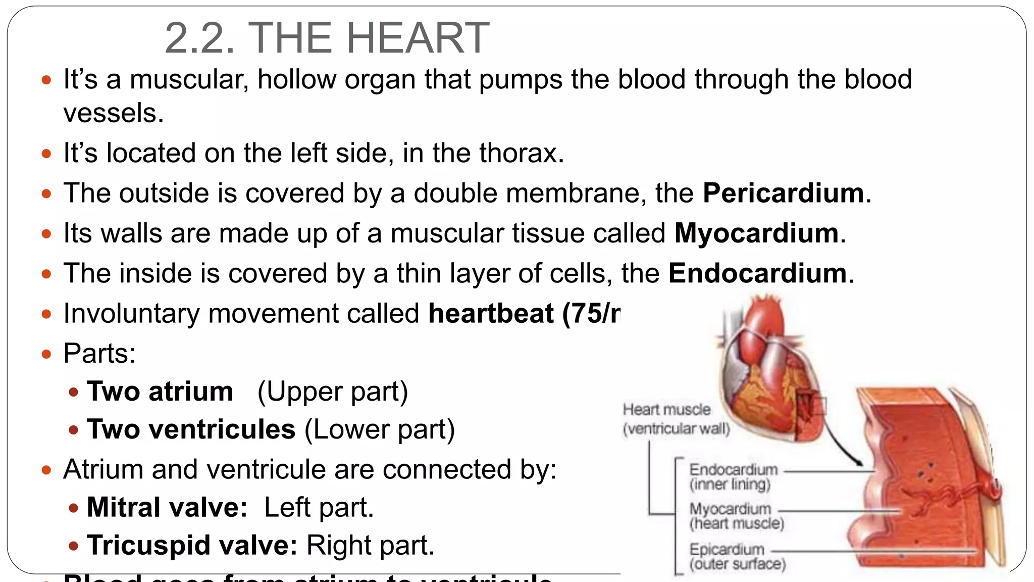 Unit 4 Circulatory and excretory systems | PPTX
